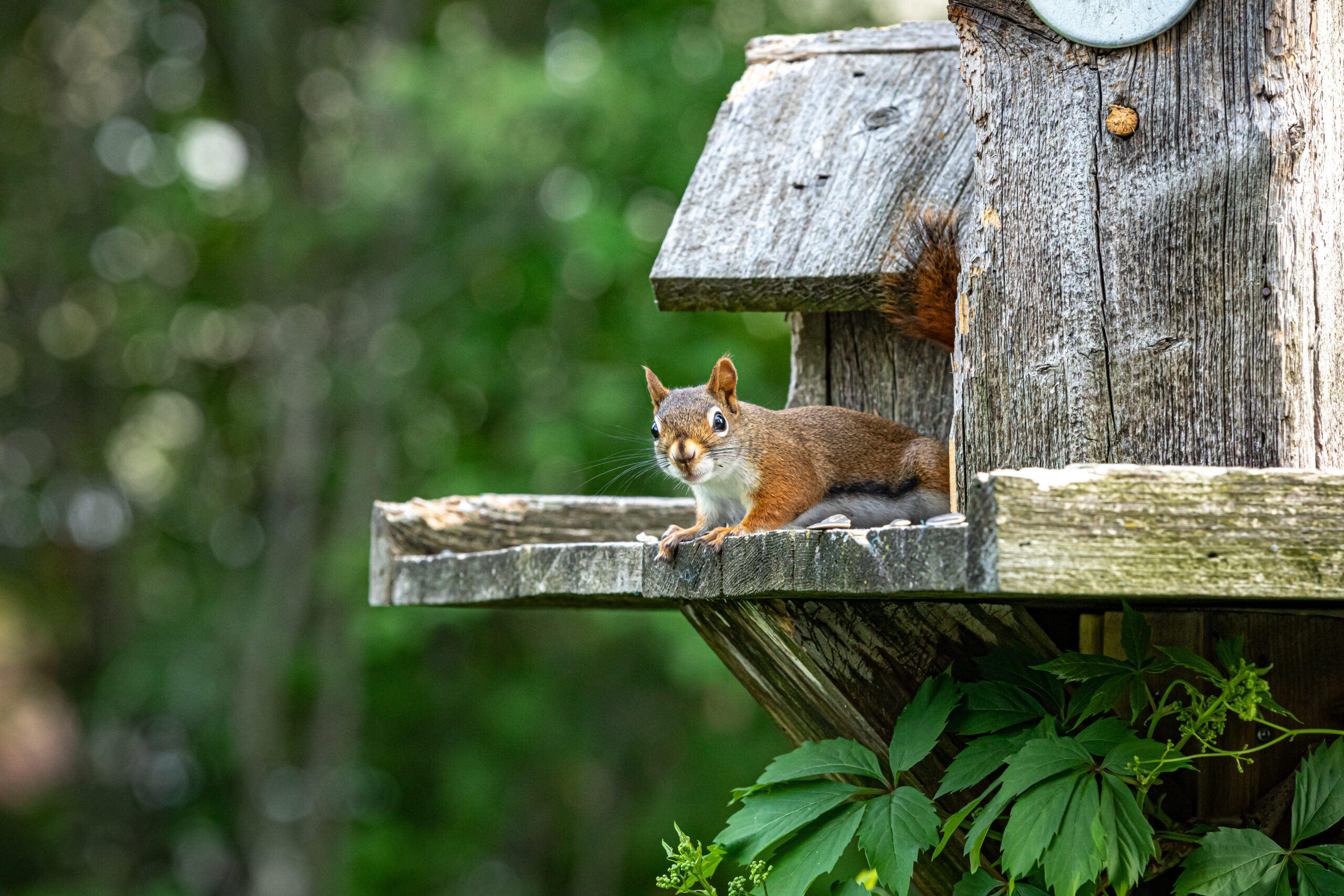 It’s Red Squirrel awareness week! | WightFibre | WightFibre